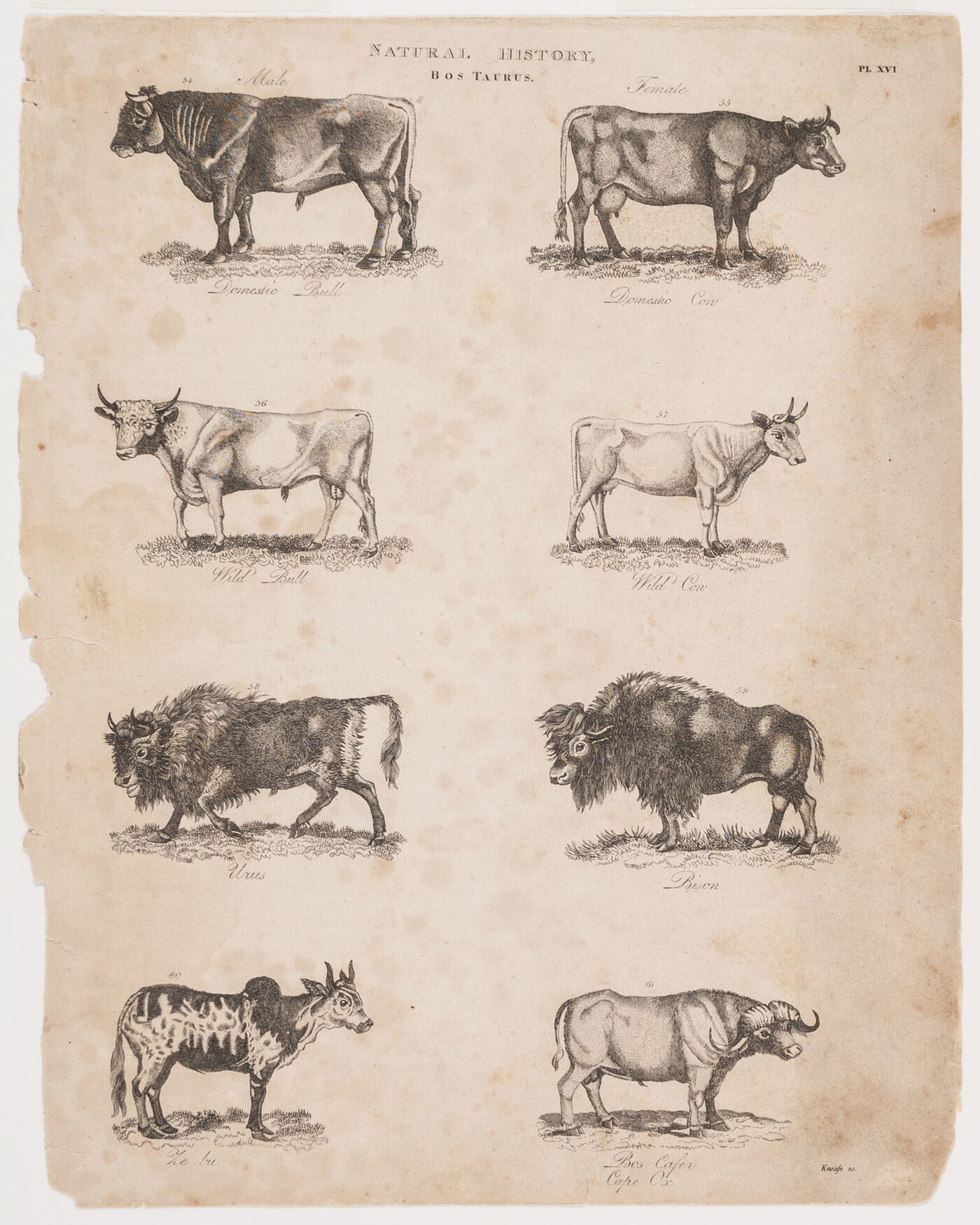 Natural History, Bos Taurus. | Amon Carter Museum of American Art