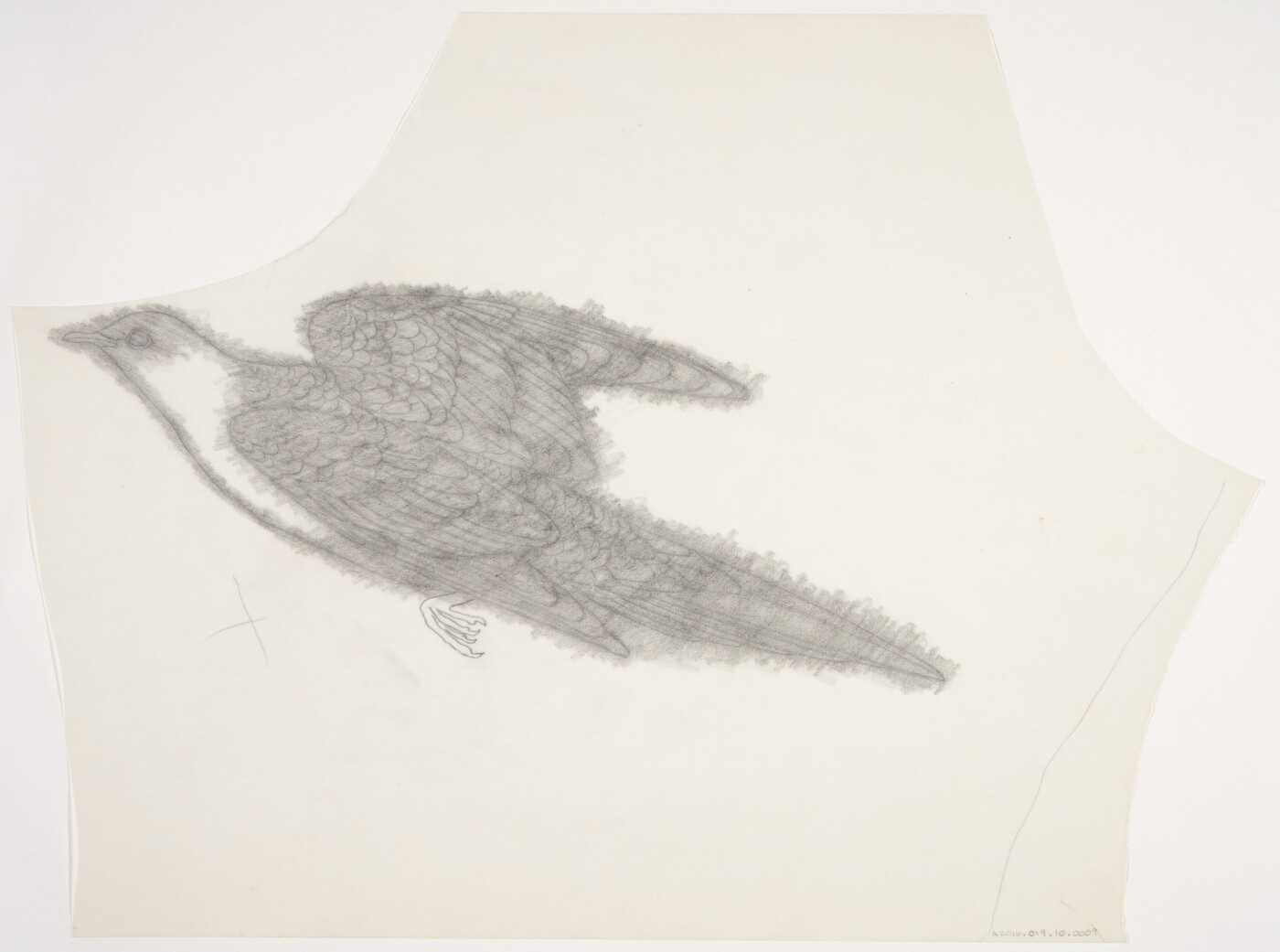 [Tracing of Bird] | Amon Carter Museum of American Art