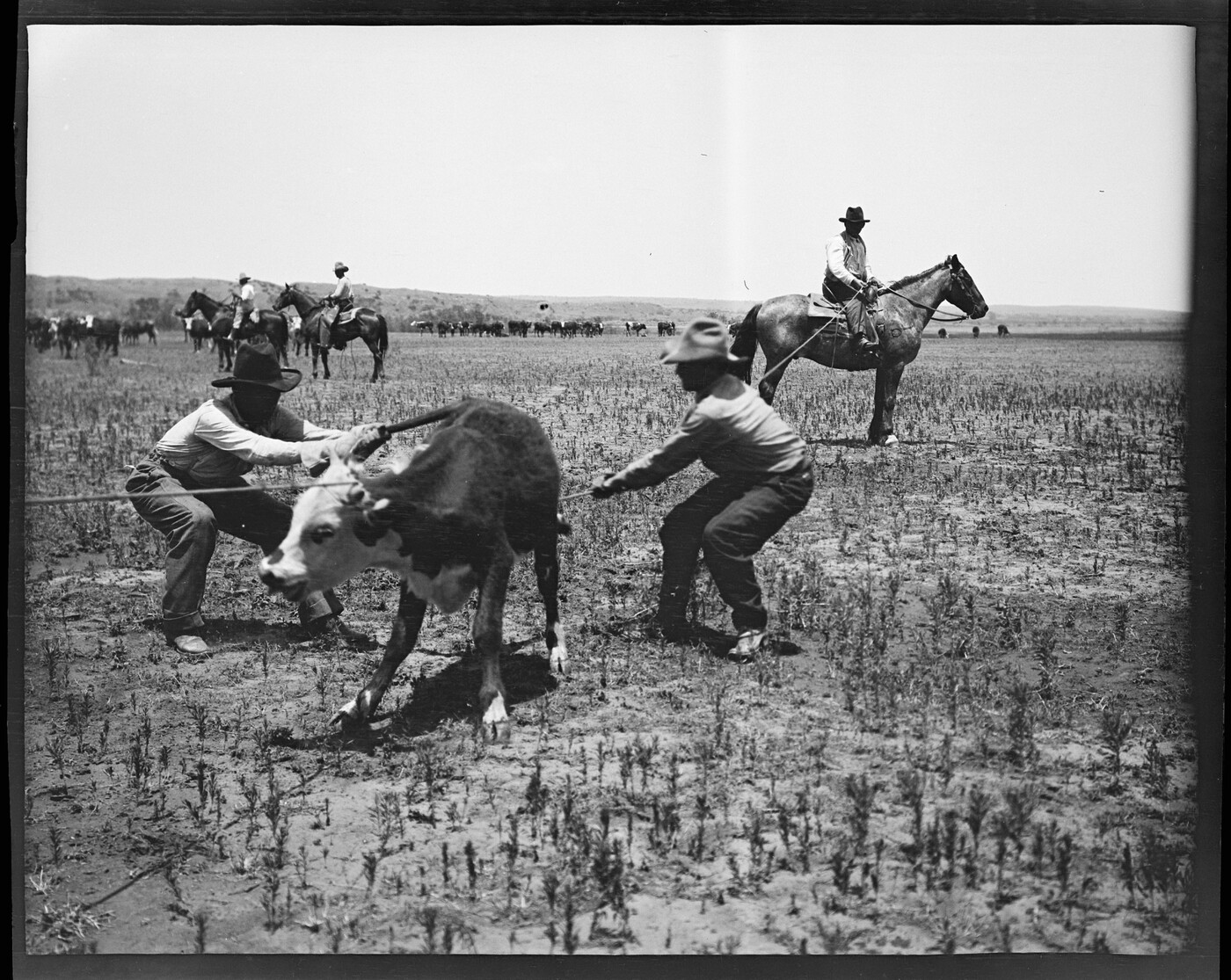 Two Shoe Bar cowboys having a difficult time "tailing down" a cow. Shoe ...