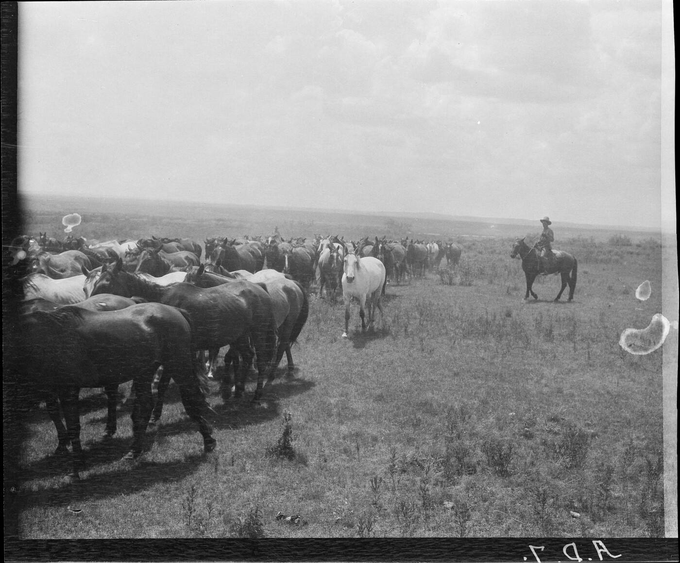 The JA remuda following the old trail. JA Ranch, Texas. | Amon Carter ...