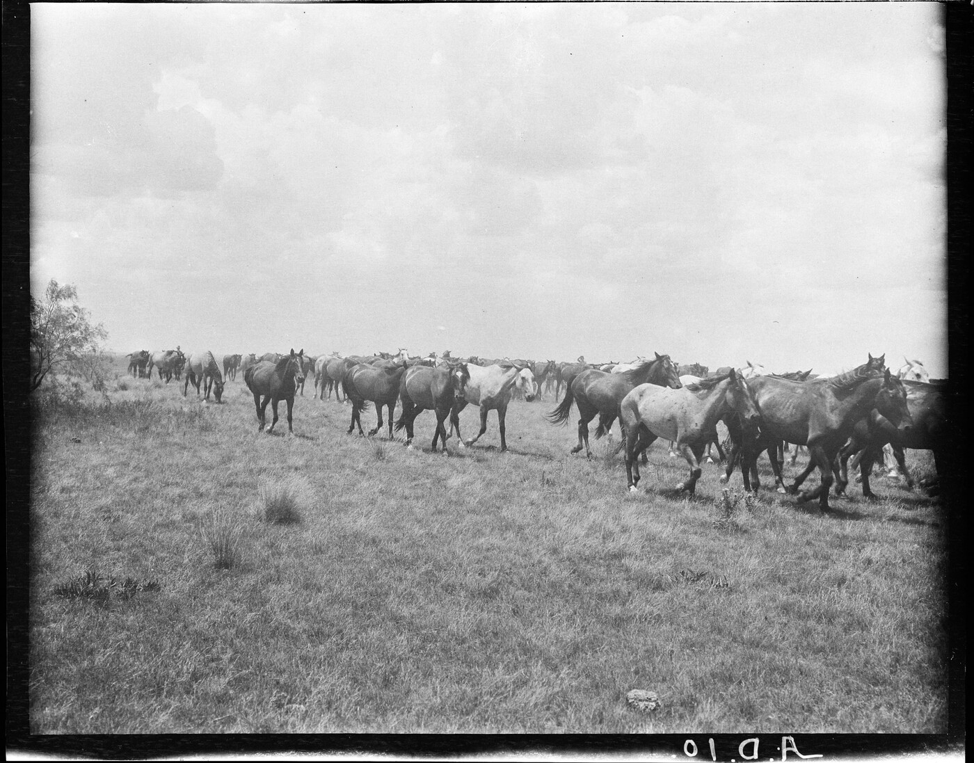 Wranglers moving the JA remuda. JA Ranch, Texas. | Amon Carter Museum ...