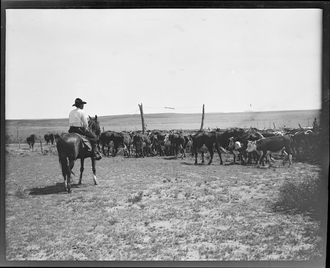 Spur Ranch cowboy putting a herd through a gap in the barbed wire fence ...