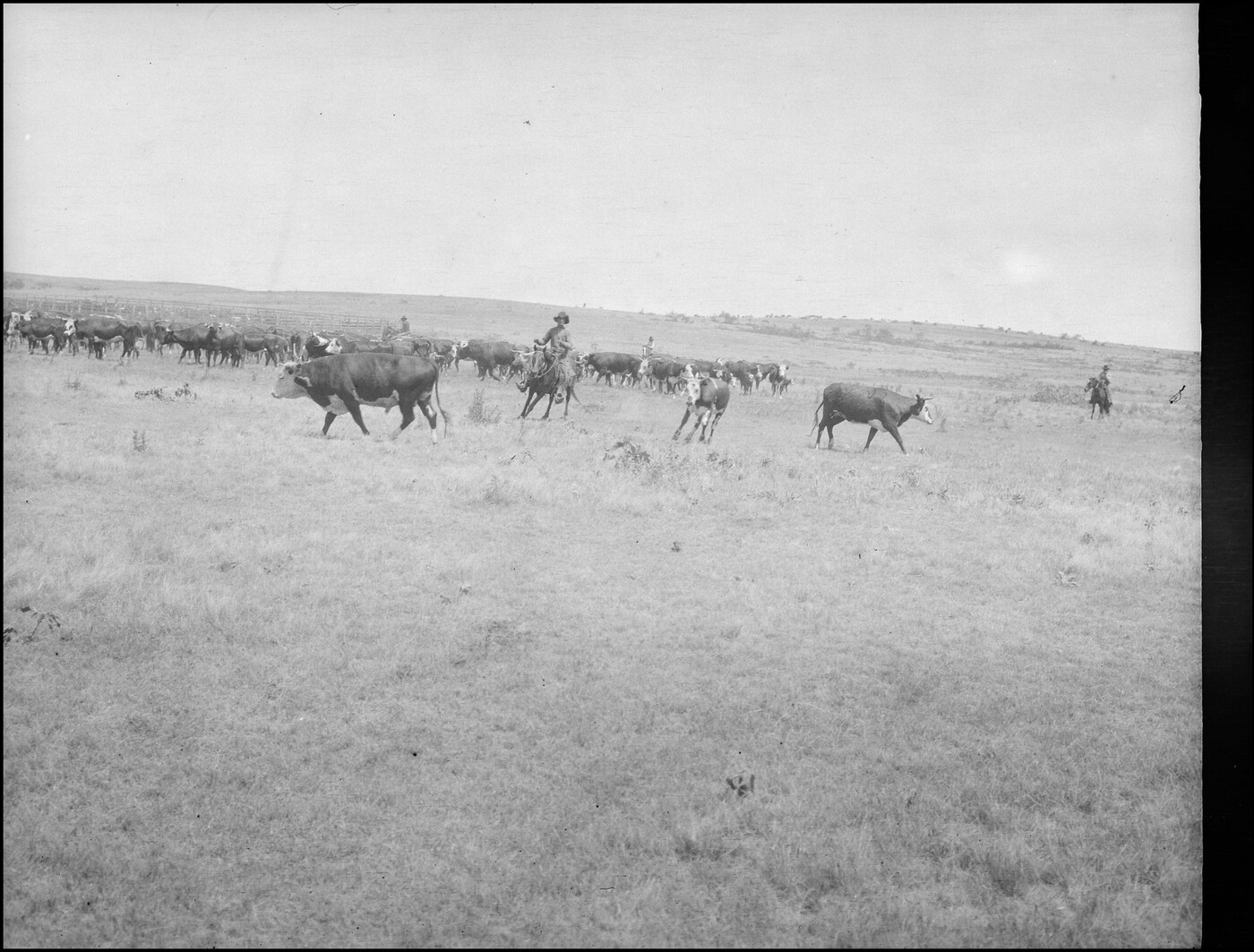 Working the herd. Spur Ranch, Texas. | Amon Carter Museum of American Art