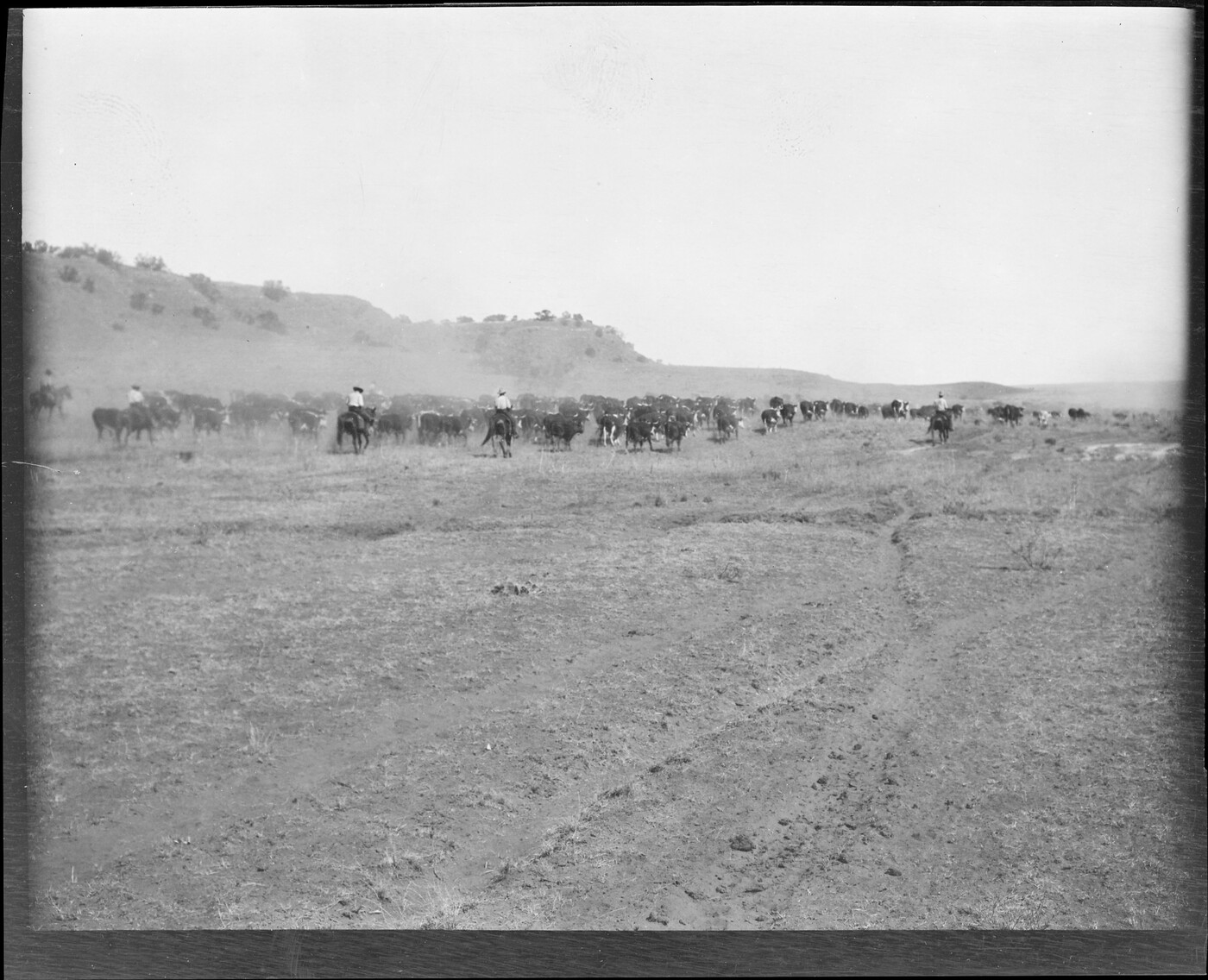 Matador cowpunchers trailing a herd of cattle from the roundup grounds ...