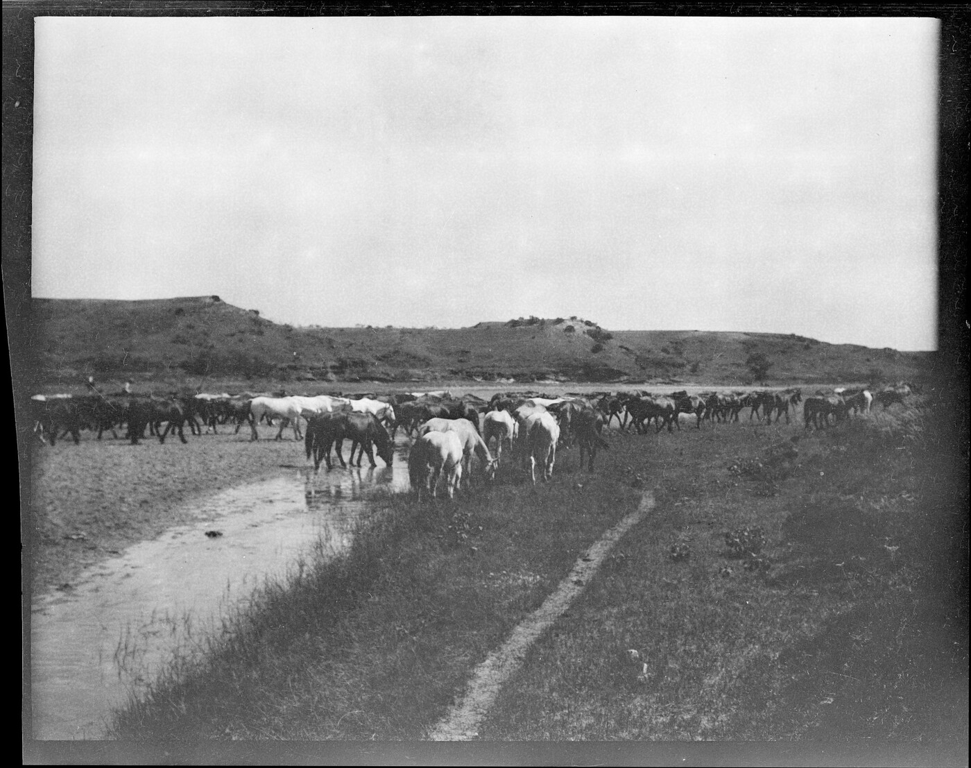 Remuda near spring. Cross-B Ranch, New Mexico. | Amon Carter Museum of ...