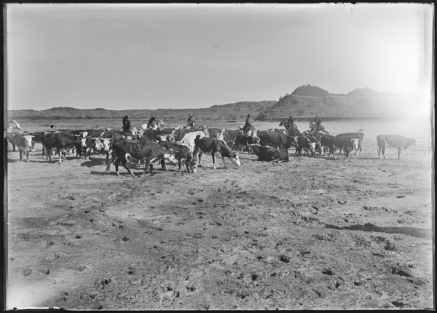 Releasing a Ranahan bull with a cut of tamed cattle in the hope it will ...