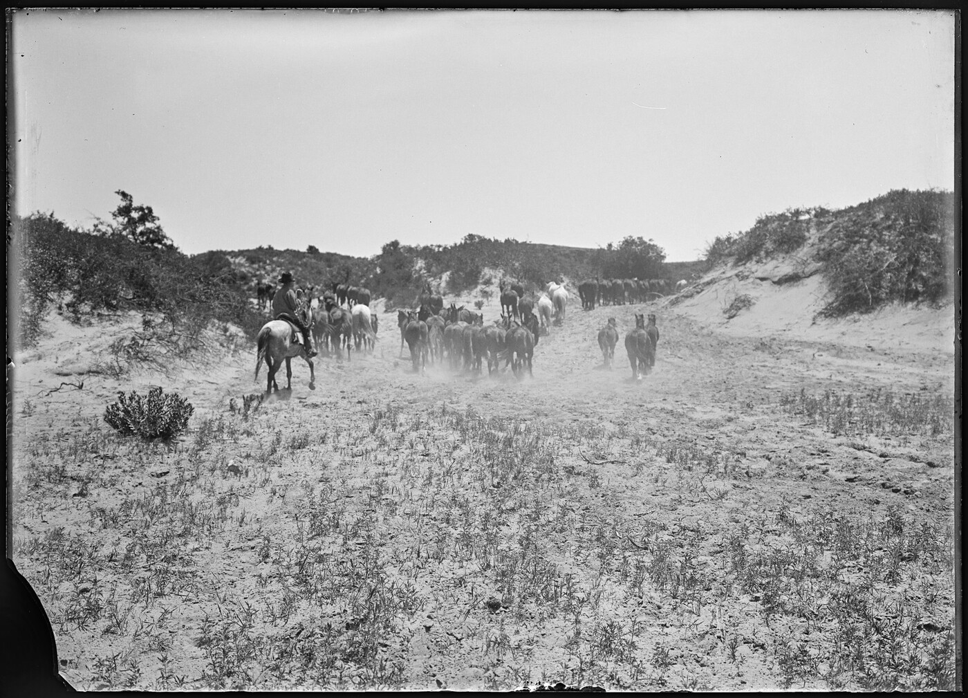The remuda of the Spur outfit rounding a curve of a sandhill. Spur ...