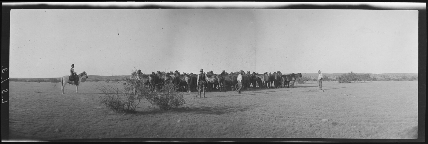 Starting the day roping mounts from the remuda. LS Ranch, Texas. | Amon ...