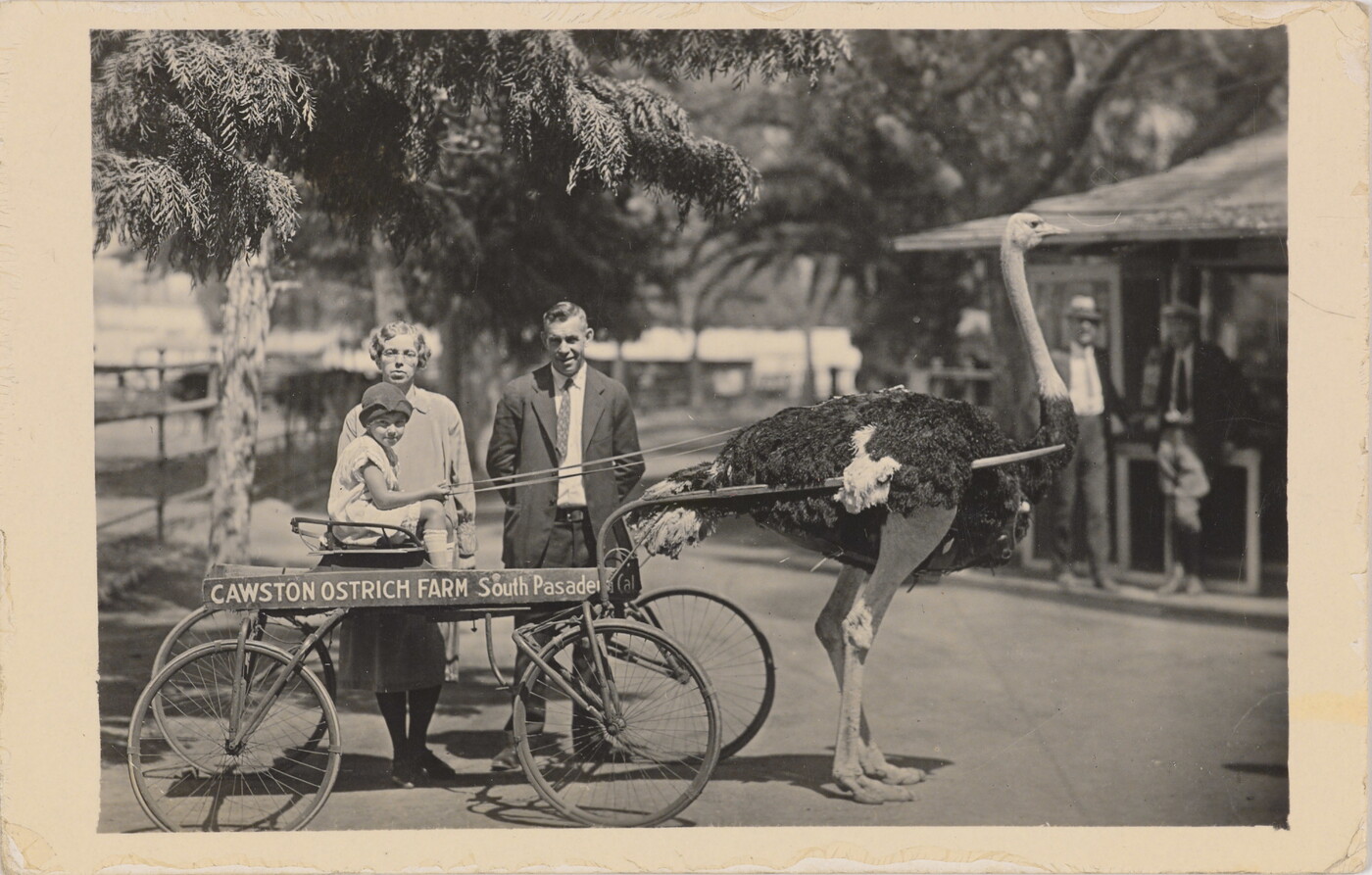 [Child riding in an ostrich-drawn cart] | Amon Carter Museum of ...