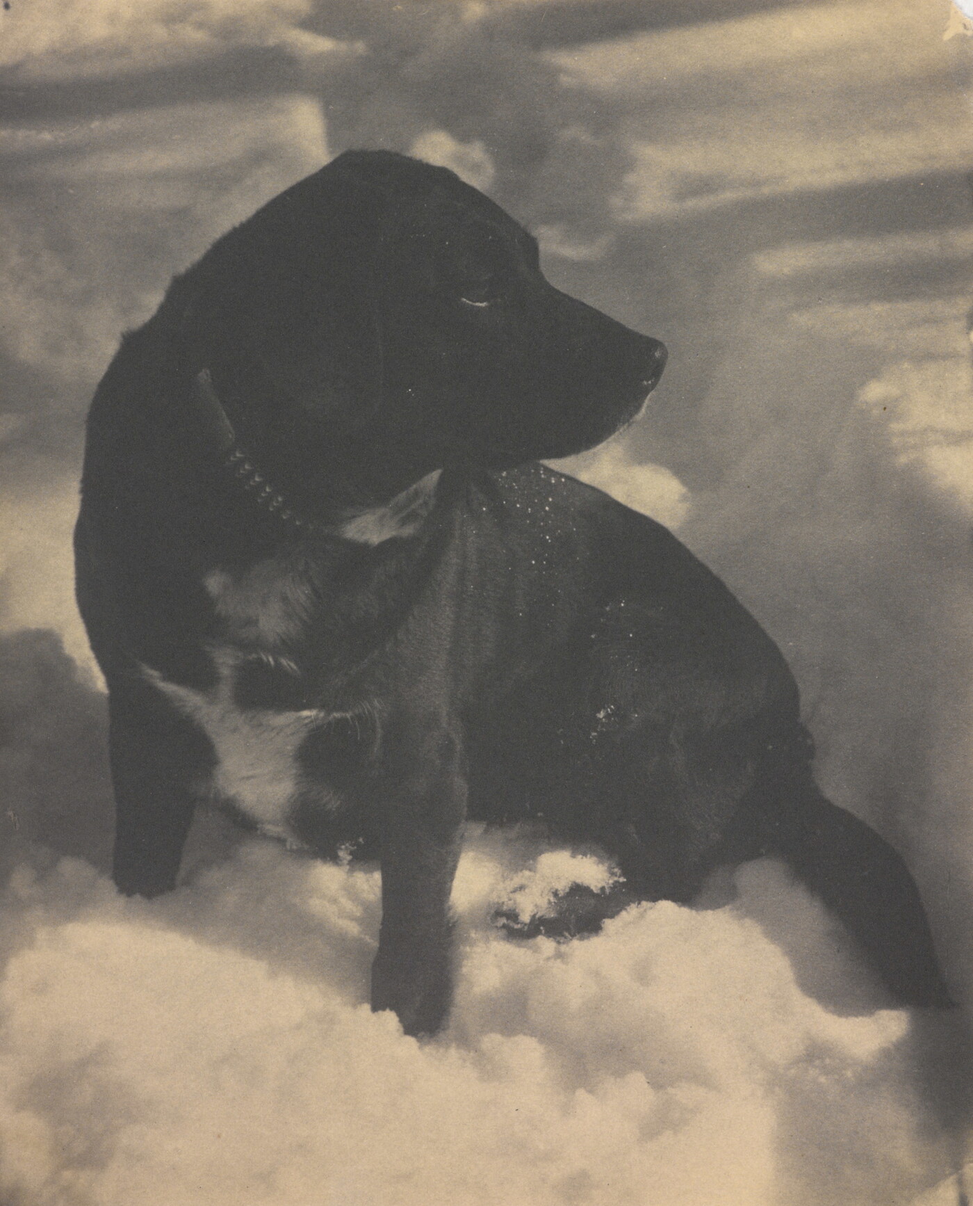 Ruby, the Gilpin Dog | Amon Carter Museum of American Art