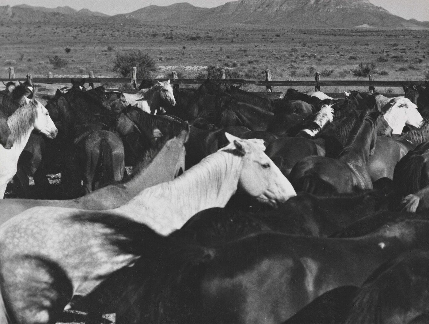 [Remuda of horses at cattle roundup] | Amon Carter Museum of American Art