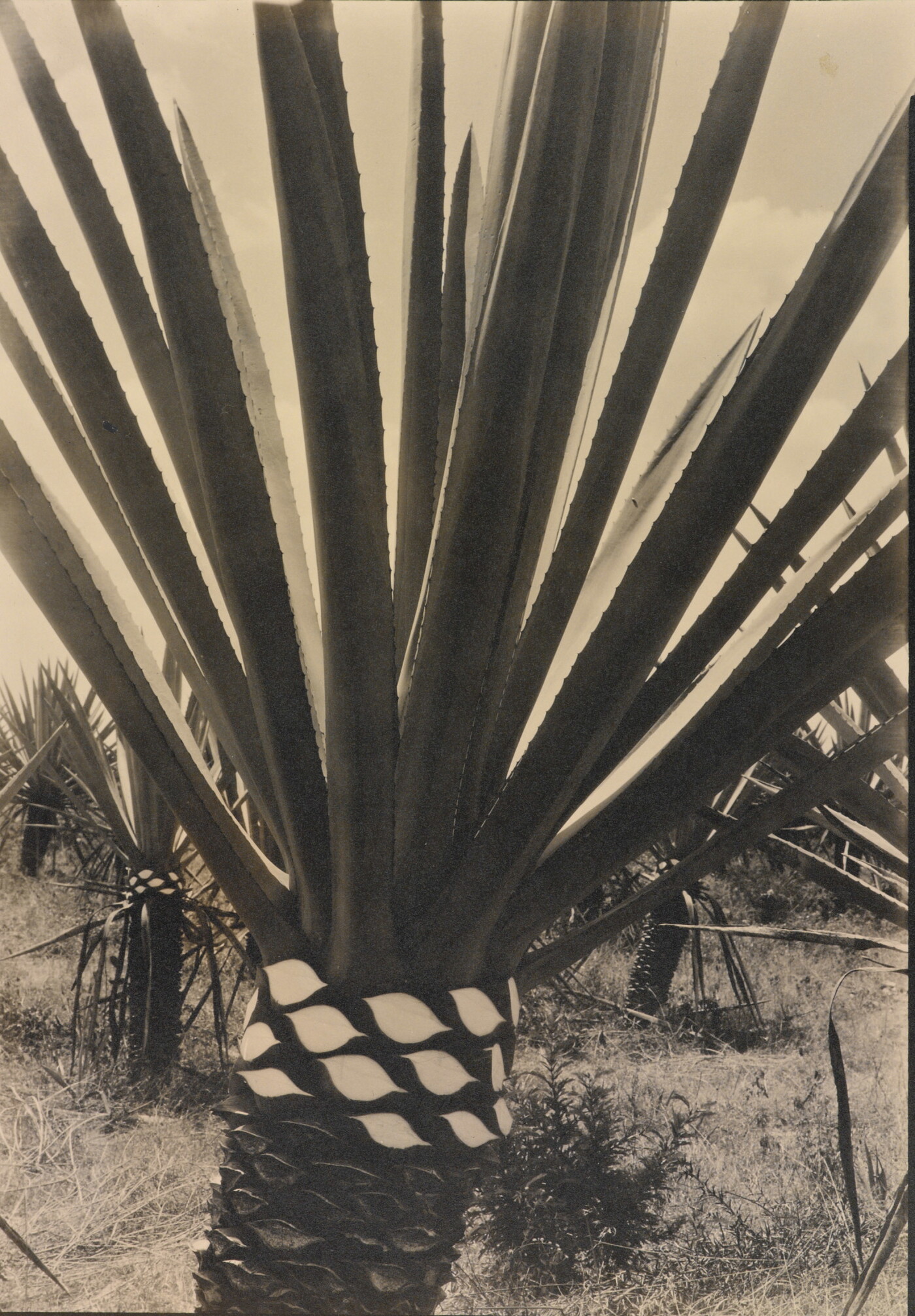 The Henequen Plant (Sisal) | Amon Carter Museum of American Art