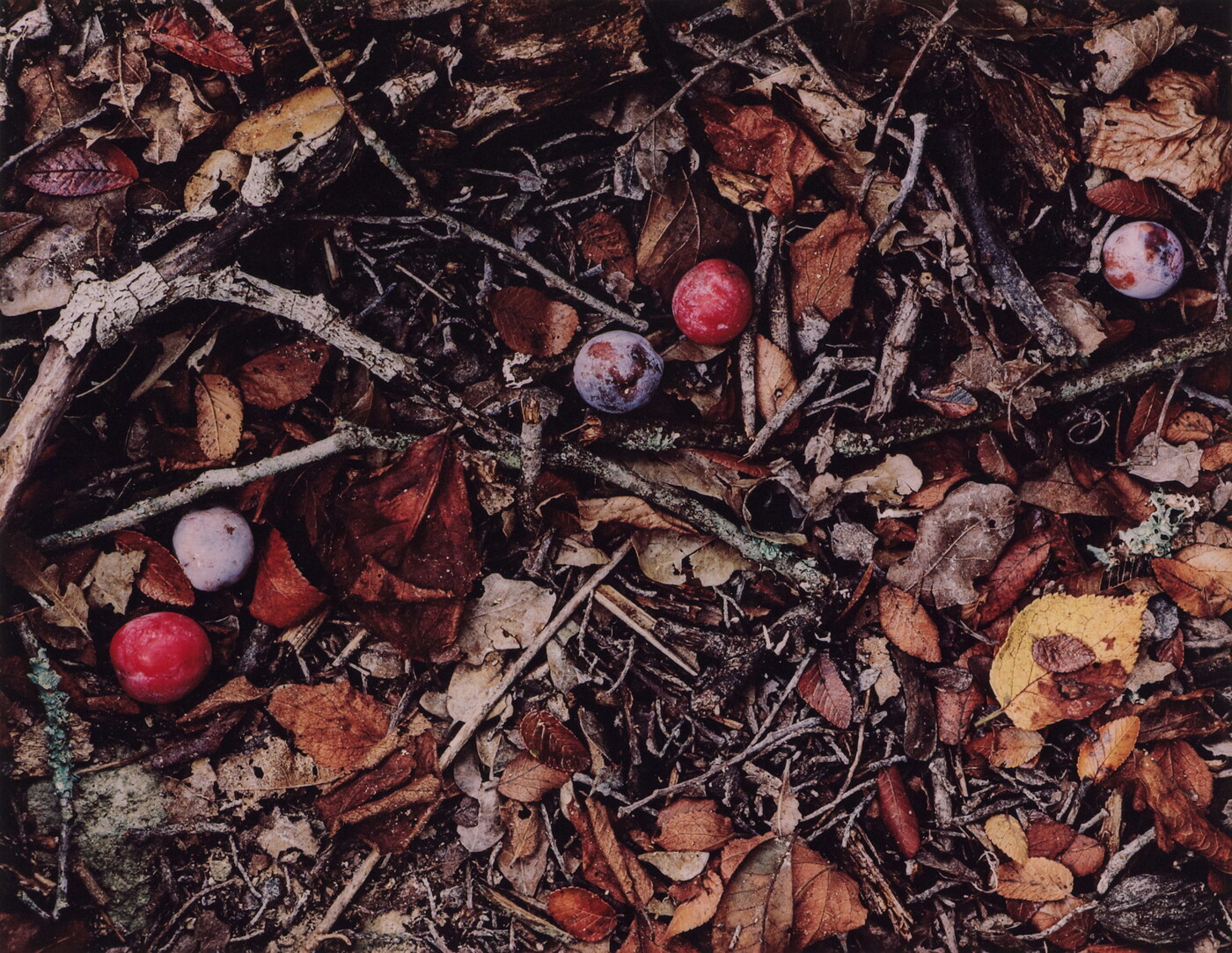 Wild Plums, Paisano, Texas | Amon Carter Museum of American Art