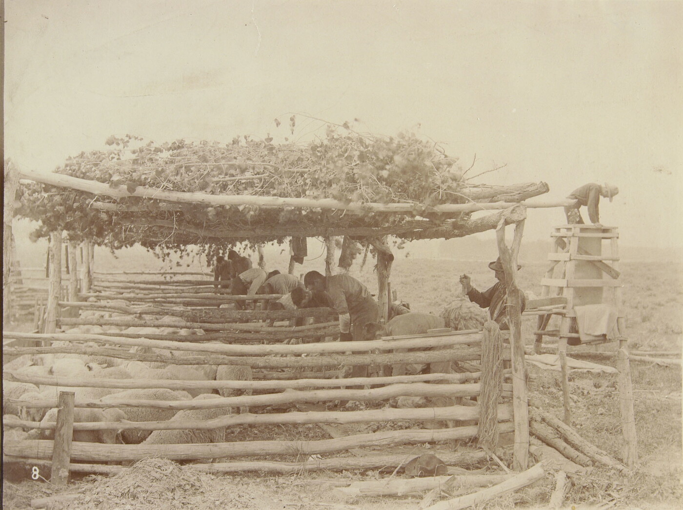 Day Sheep Shearers at Work in a Bower | Amon Carter Museum of American Art