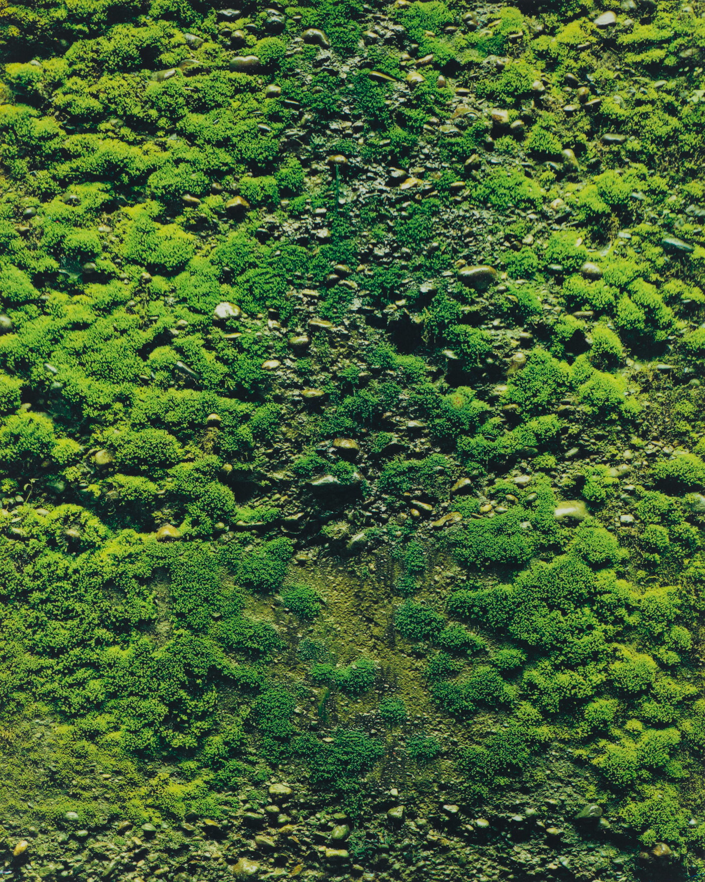 Moss in Seep, Fern Canyon, Redwood Park, California, August 6, 1975 ...