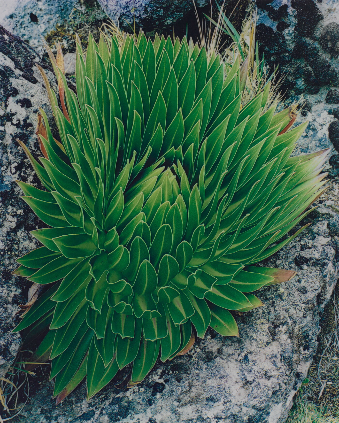 Giant Lobelia Seedling, Upper Teleki Valley, Mount Kenya, February 14 ...