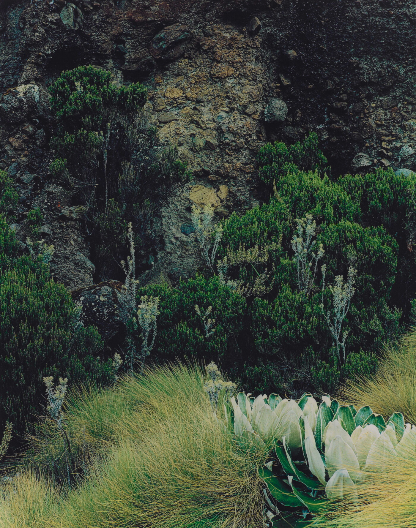 Giant Heather, Grass, Groundsel, Teleki Valley Ridge, Mount Kenya ...