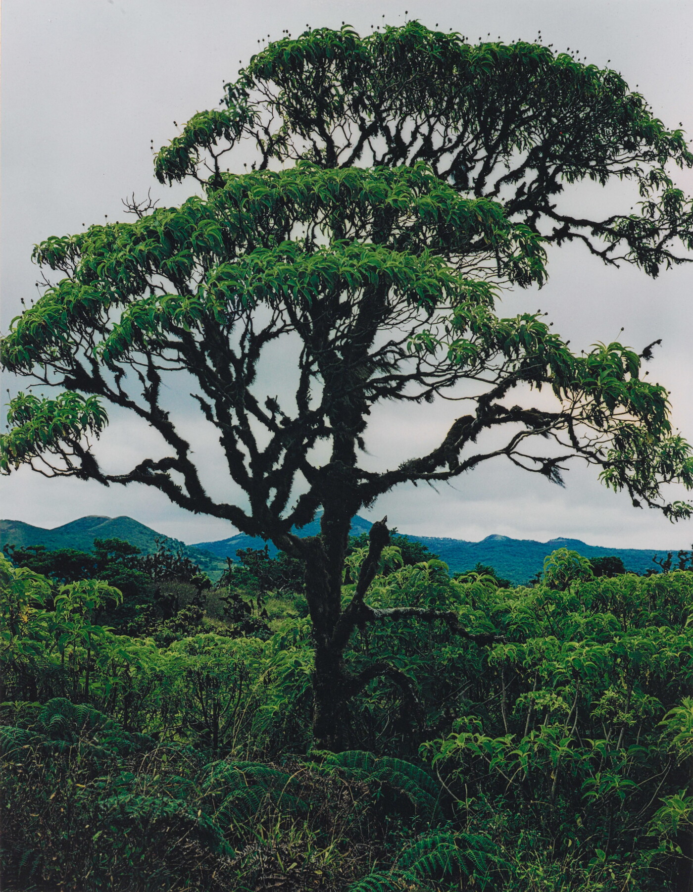 Single Scalesia Tree, Santa Cruz Island, Galápagos Islands, April 23 ...