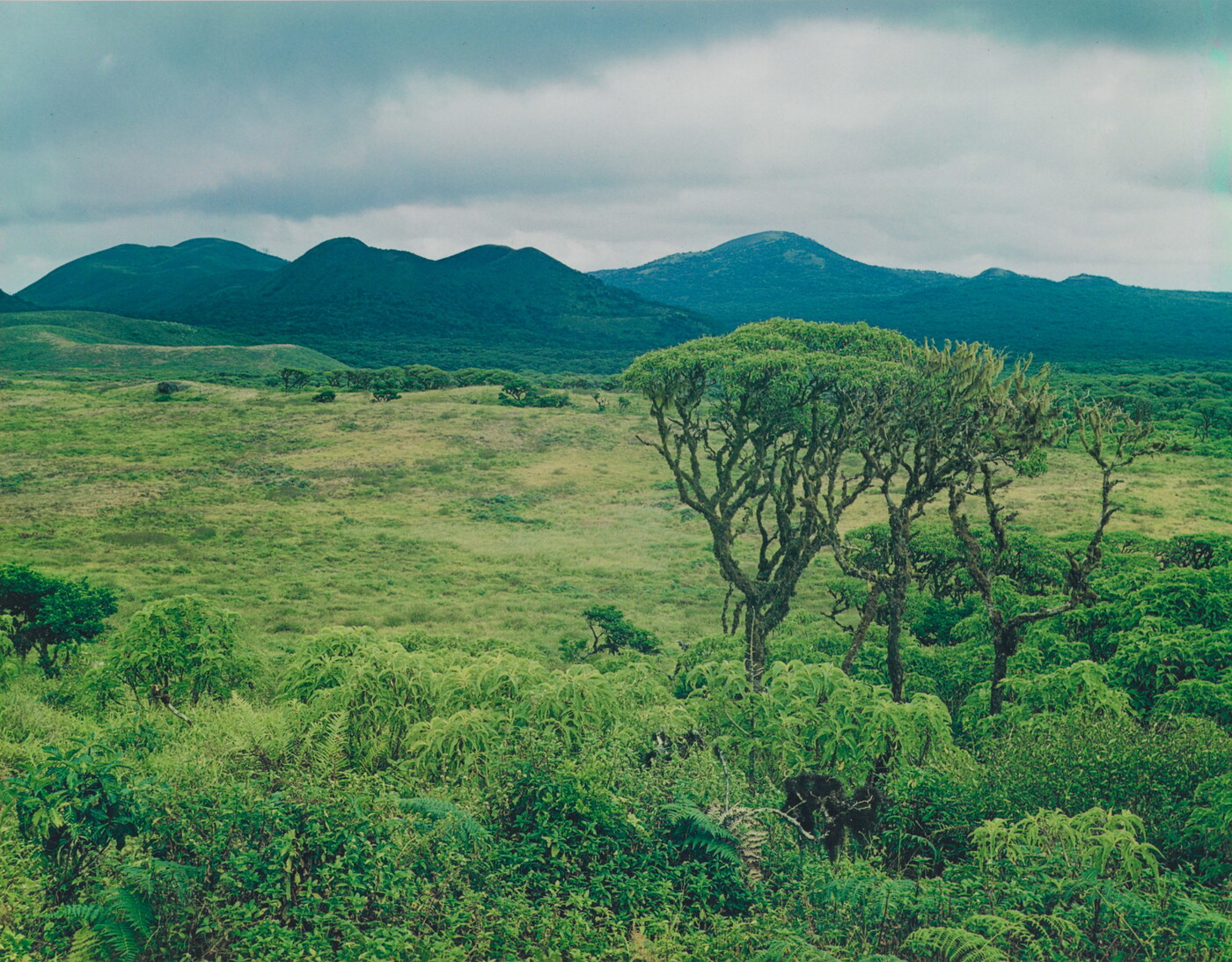Scalesia Tree, Santa Cruz Island, Galápagos Islands, April 23, 1966 ...