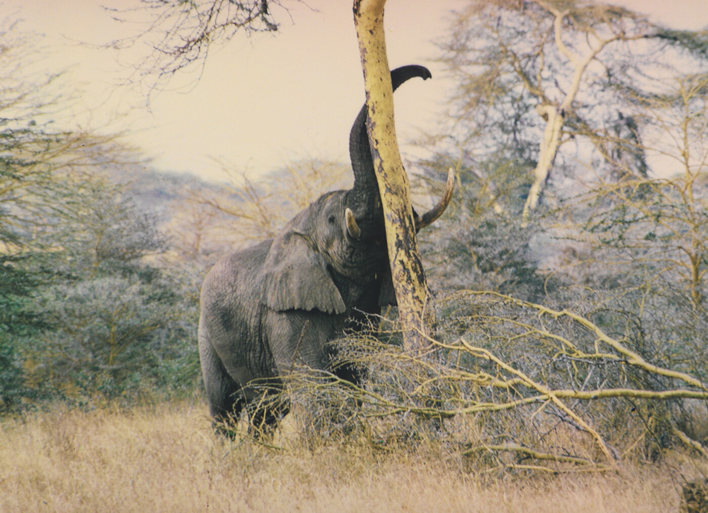 Elephant Pushing Trees Over, Serengeti, Tanzania, Africa, 1970 | Amon ...