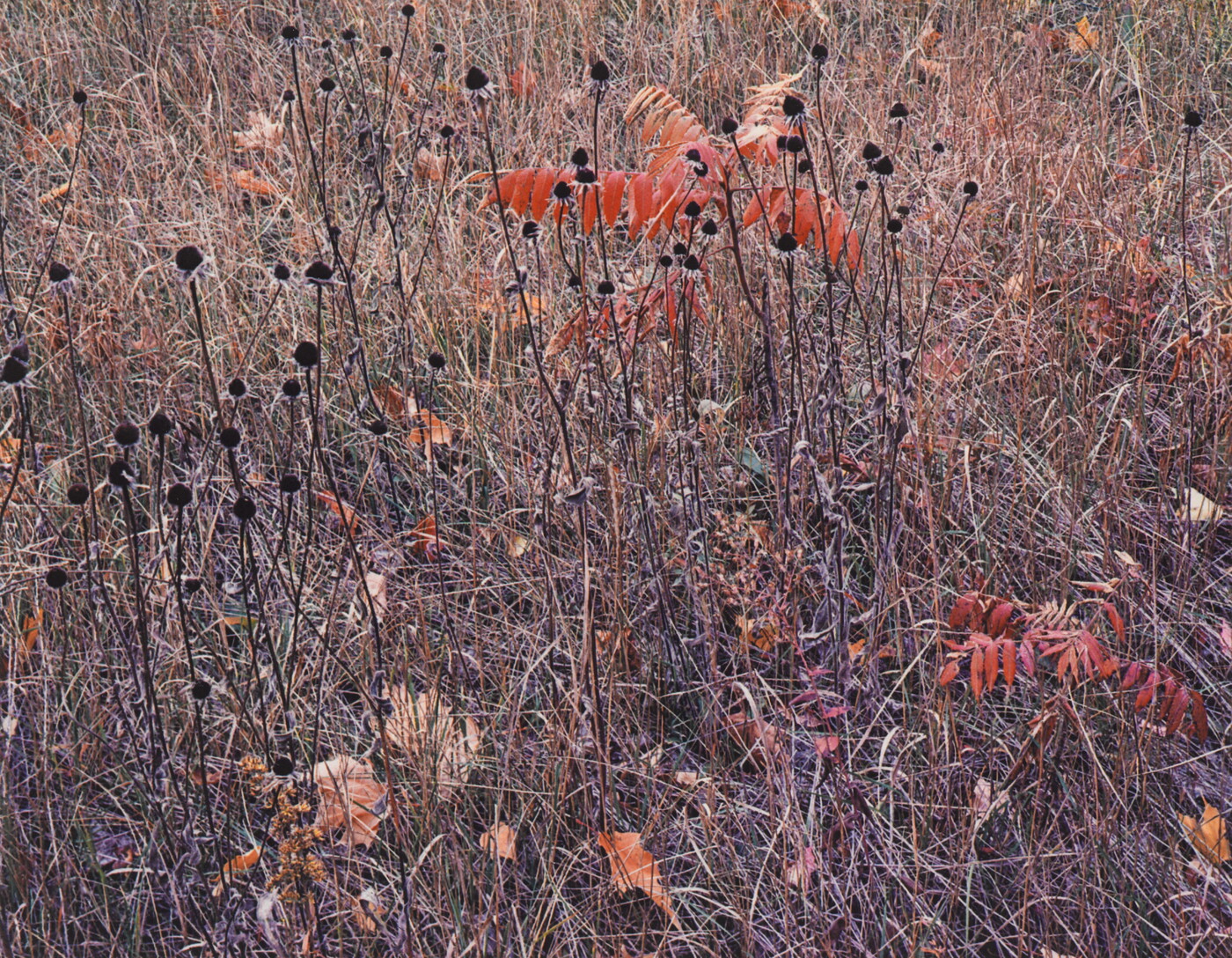 Black-eyed Susan in Grass, Passaconaway Road, New Hampshire, October 4 ...