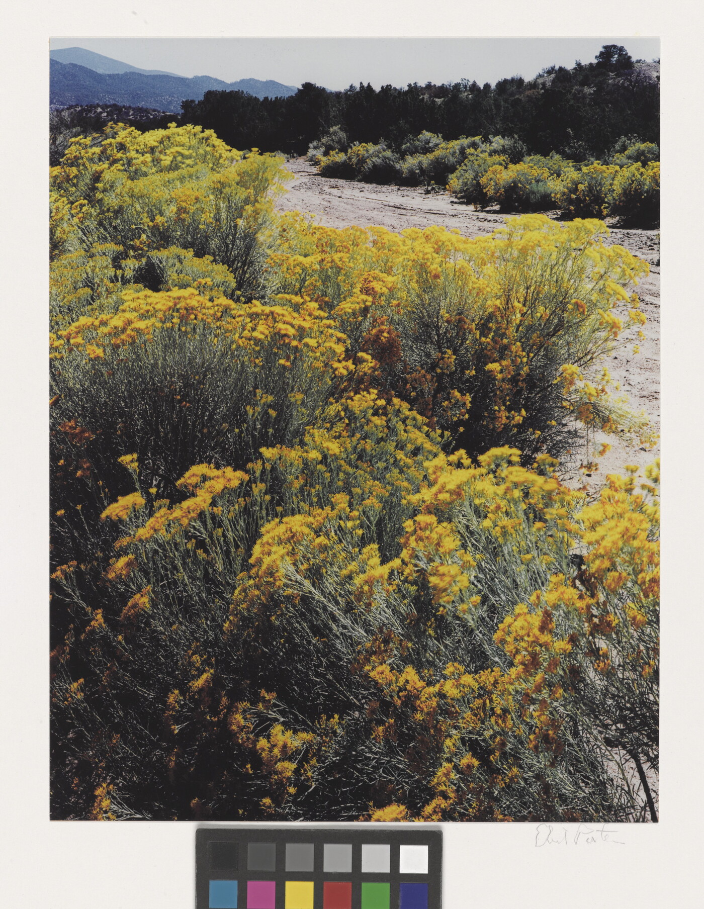 Rabbit Brush (Chamisa) in Arroyo, Tesuque, New Mexico, September 21 ...
