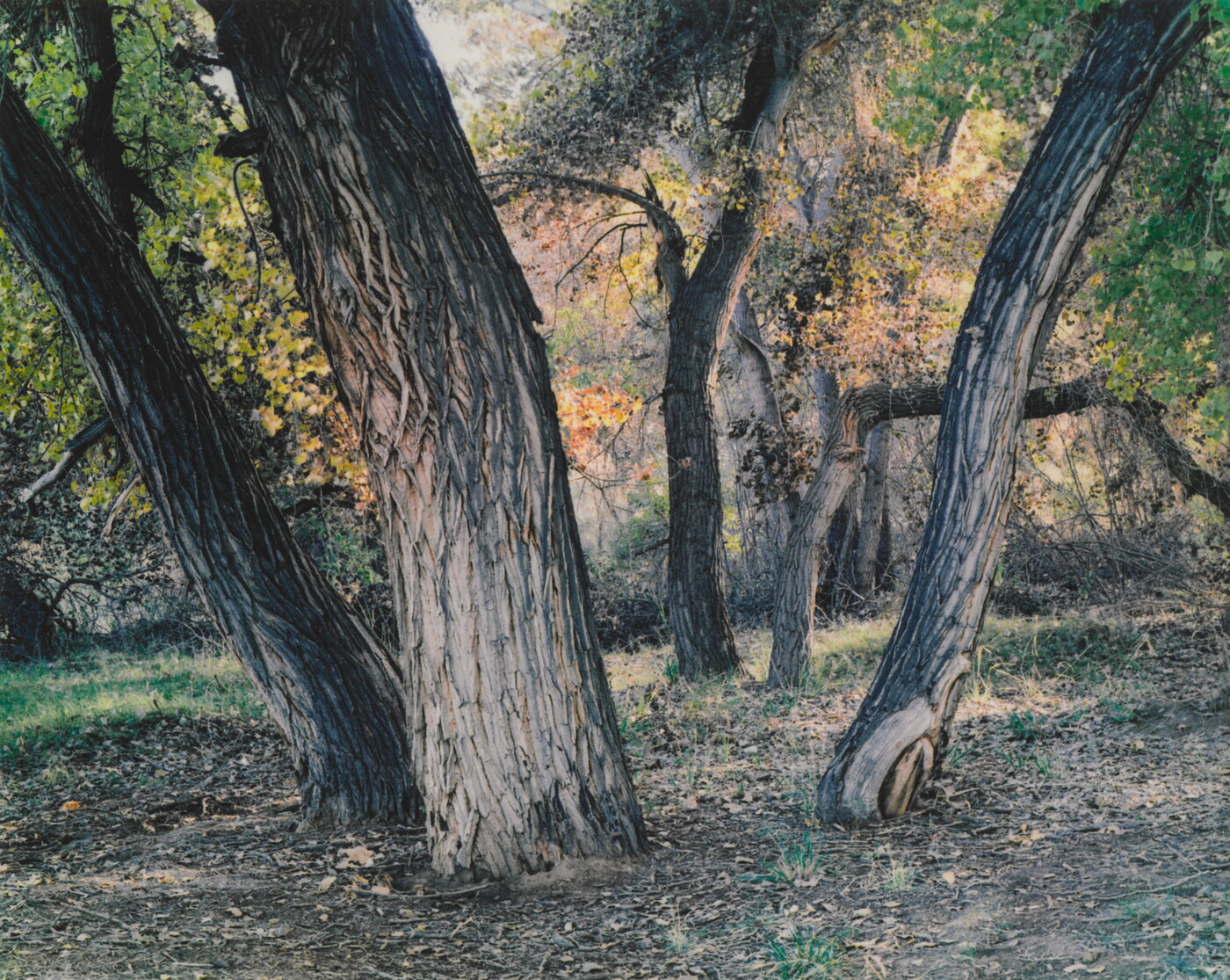 Cottonwood Trees, Coralis bosque, Albuquerque, New Mexico, October 30 ...