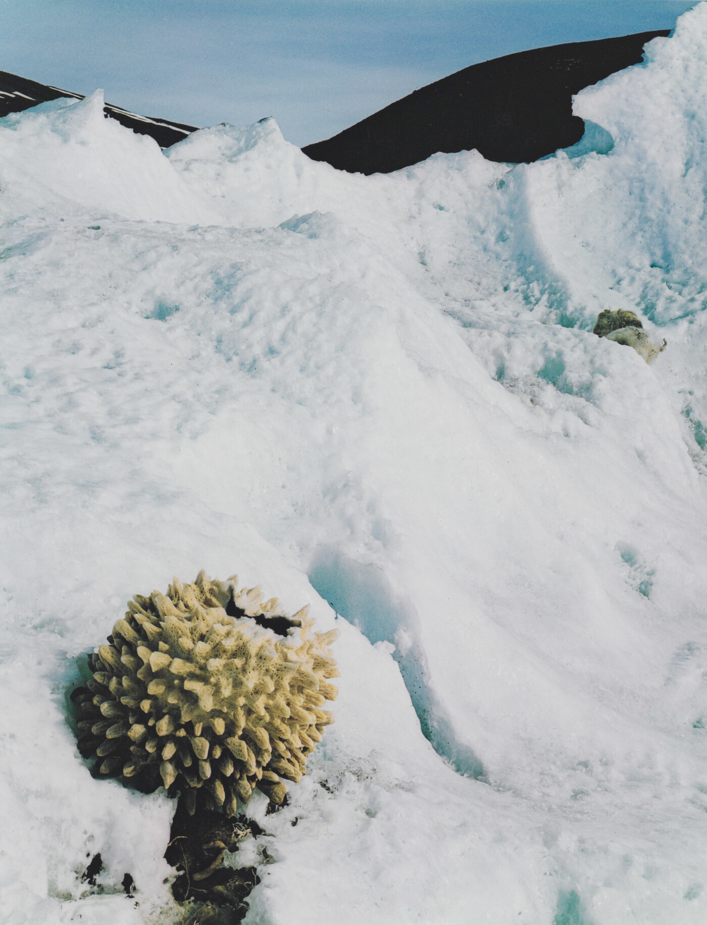 Sponge Raised by Anchor Ice, Black Island, McMurdo Sound, Antarctica ...