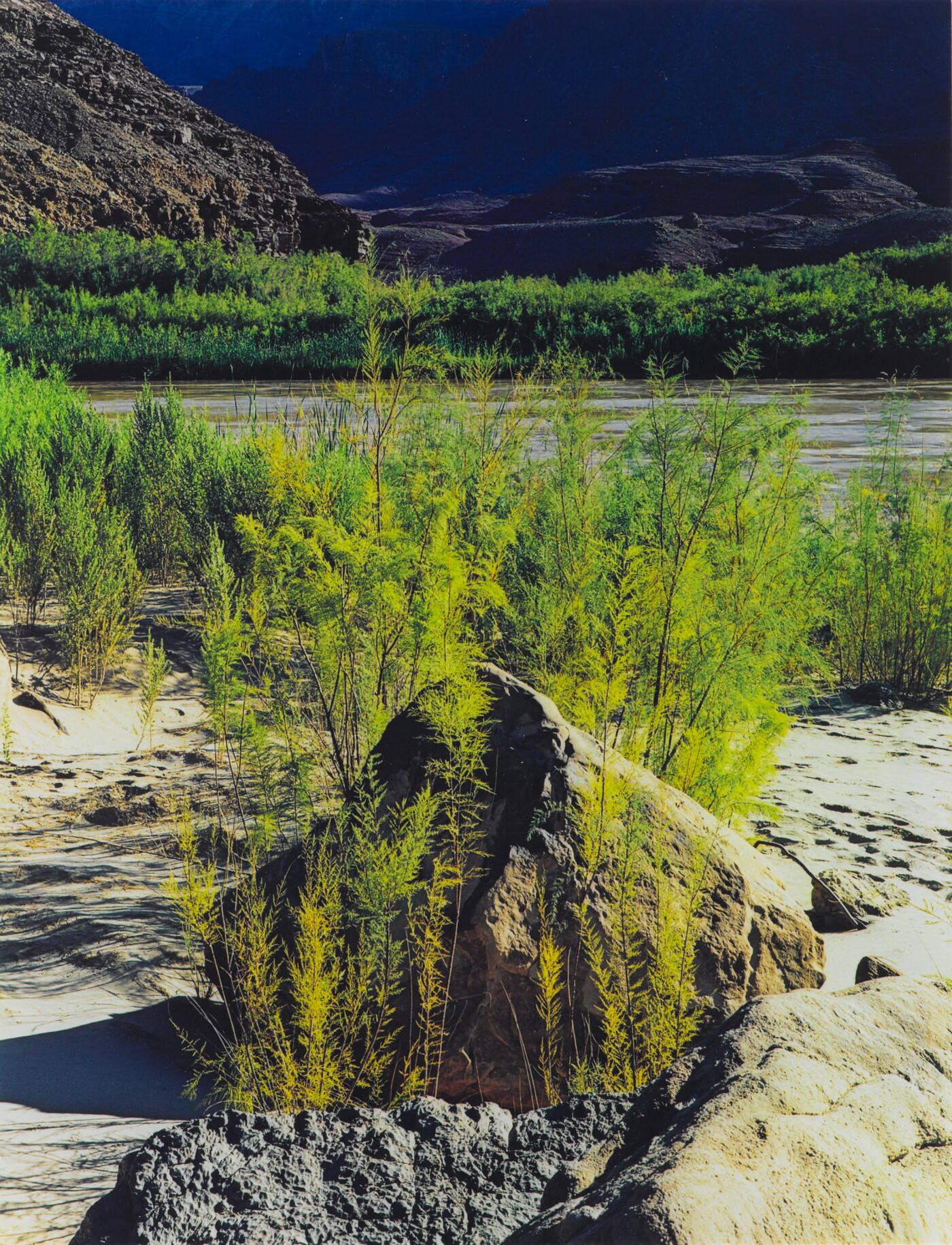 Tamarisk and Boulder, Tanner Flat, Grand Canyon, Arizona, September 14 ...