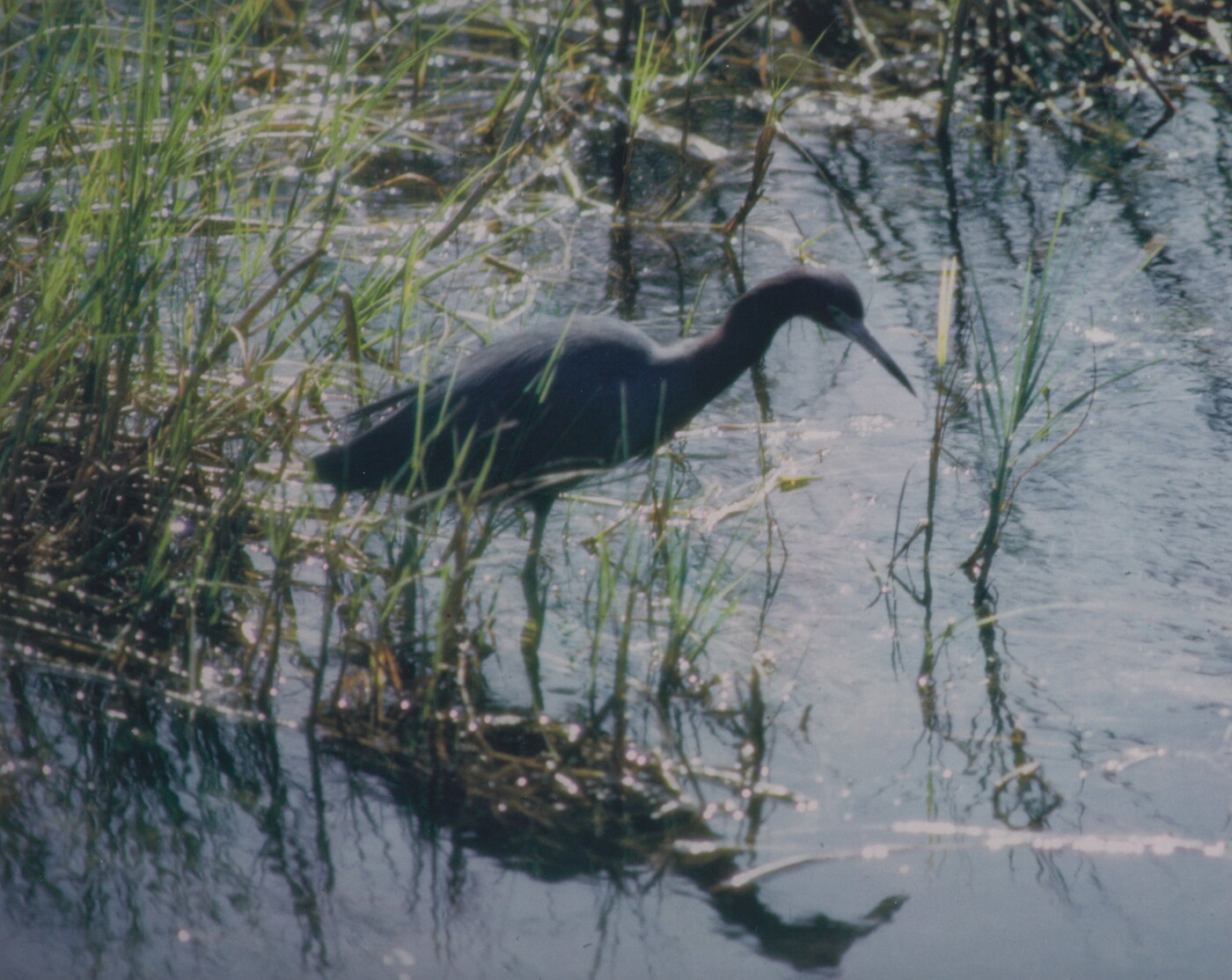 Little Blue Heron, Taylor Slough, Everglades National Park, Florida ...
