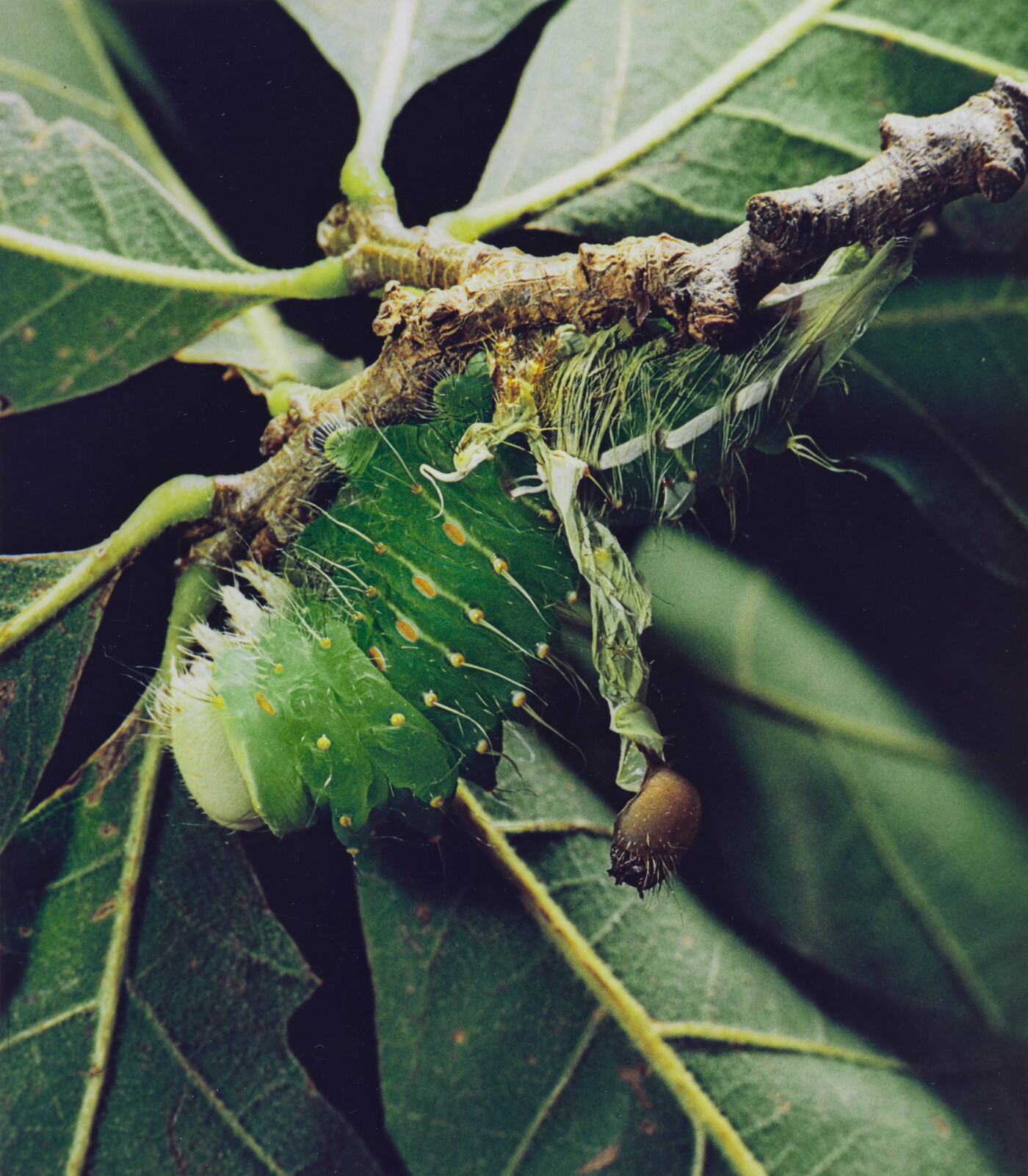 Telea Polyphemus Larva, About 4 Weeks Old, Molting Sequence 1, #15 ...