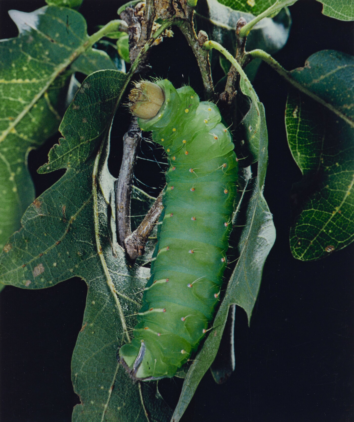 Telea polyphemus Larva, About 6 Weeks Old, Cocoon Spinning Sequence 2 ...