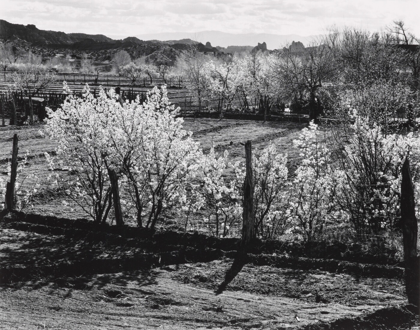 Fruit Trees, Chimayo, New Mexico, April 17, 1940 | Amon Carter Museum ...