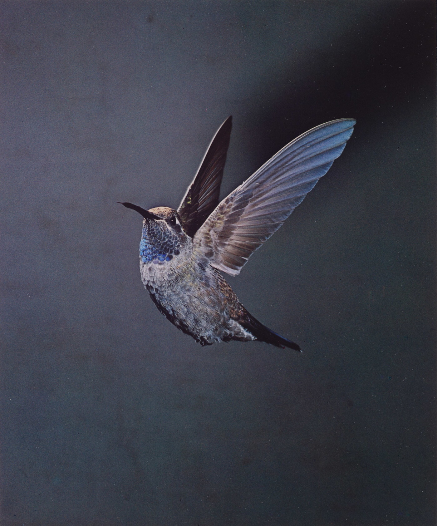 Blue-throated Hummingbird, Chiricahua Mountains, Arizona | Amon Carter ...