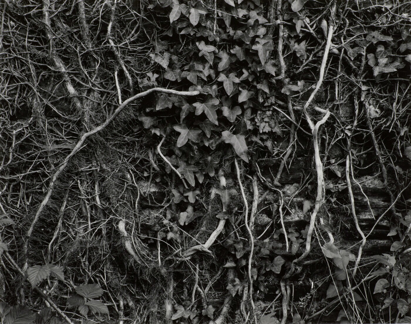 England "Ivy" | Amon Carter Museum of American Art