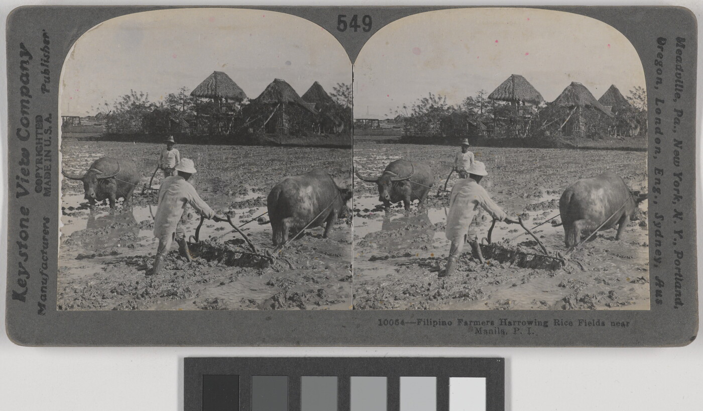 Filipino Farmers Harrowing Rice Fields near Manila, P.I. | Amon Carter ...