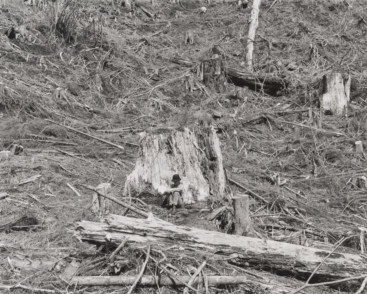 Kerstin, Old Growth Stump from Early Cutting, Surrounded by the Remains ...