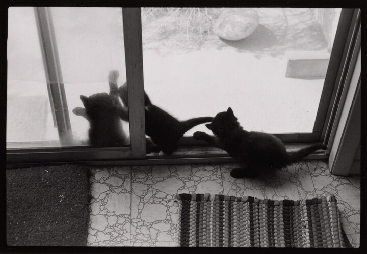 David Vestal | Amon Carter Museum of American Art