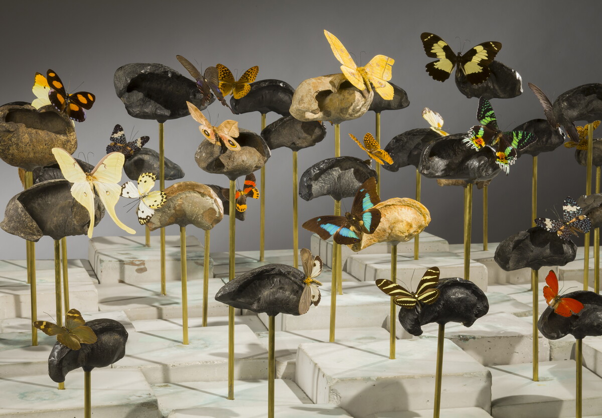 Dario Robleto: The Signal | Amon Carter Museum of American Art