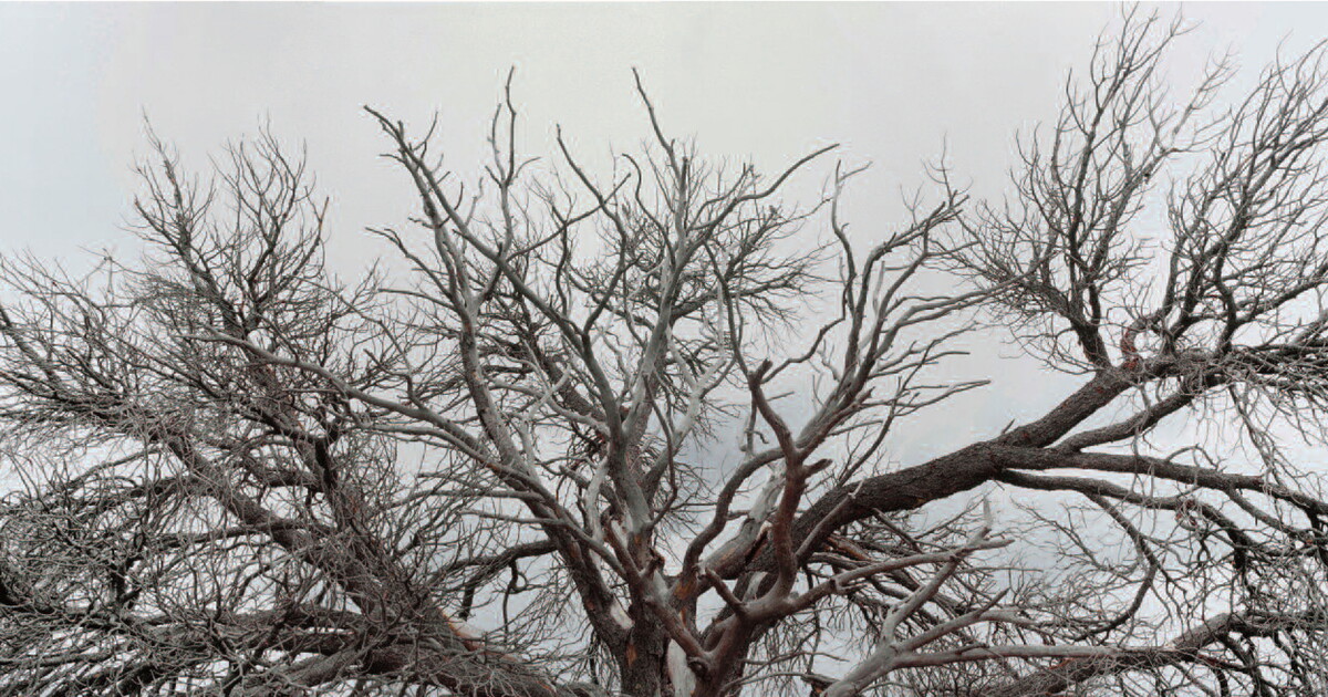 Subhankar Banerjee: Where I Live I Hope to Know | Amon Carter Museum of ...