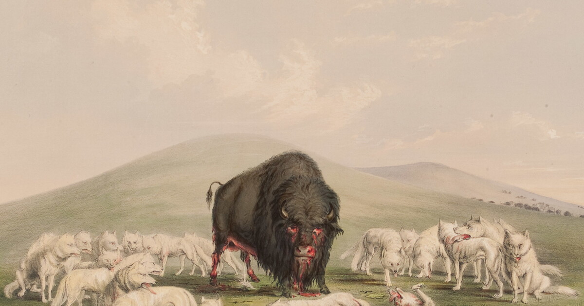 No. 10, Buffalo Hunt, White Wolves Attacking a Buffalo Bull. | Amon ...
