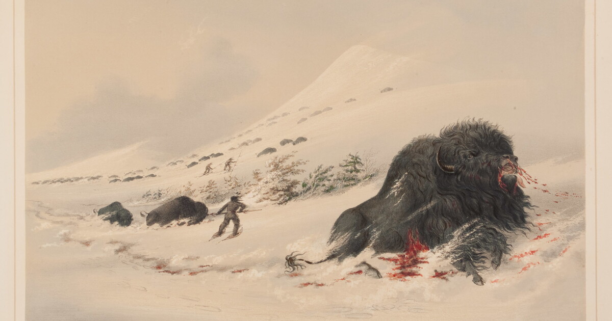 No. 17, Dying Buffalo Bull, in Snow Drift. | Amon Carter Museum of ...