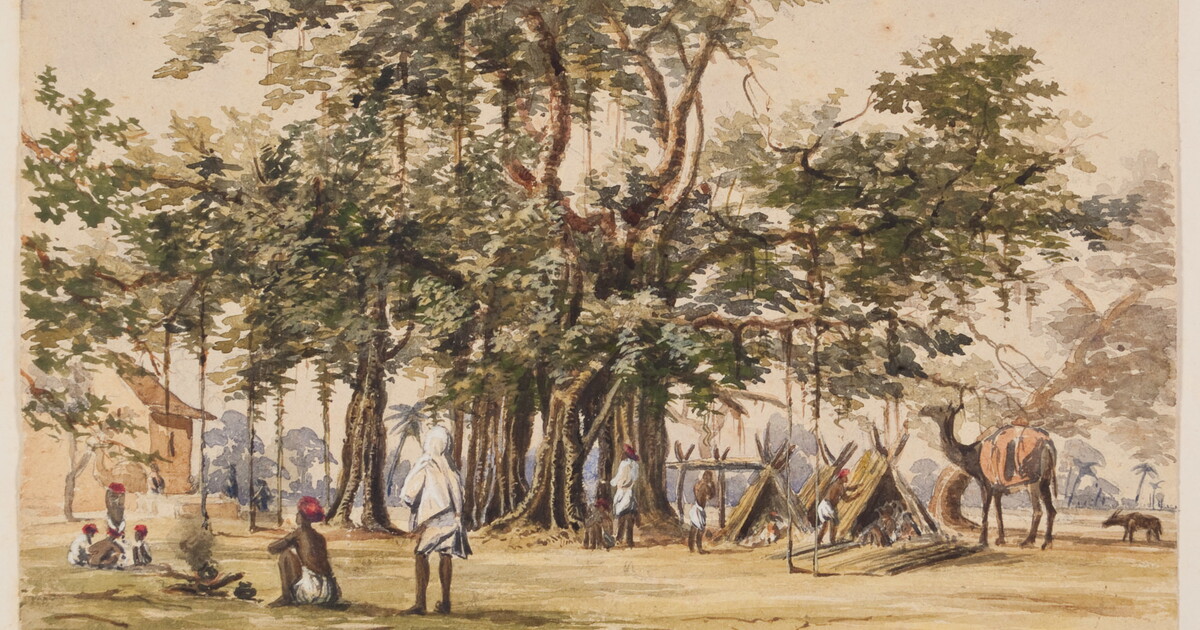 Old Bannyan Tree, Camp Chopra | Amon Carter Museum of American Art