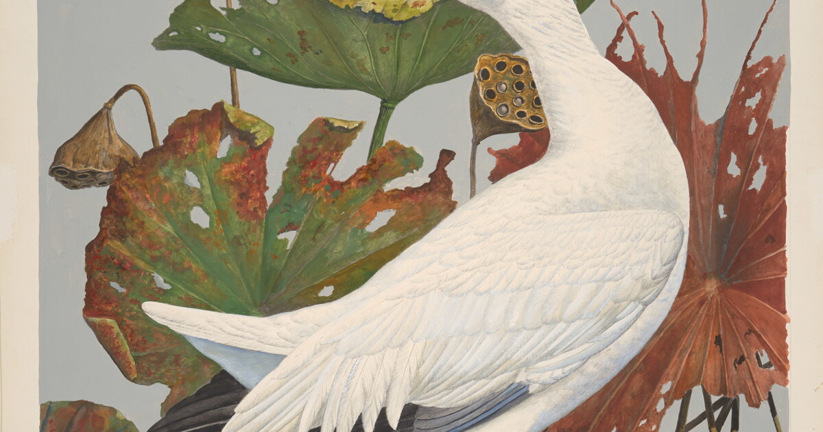 Snow Goose | Amon Carter Museum of American Art