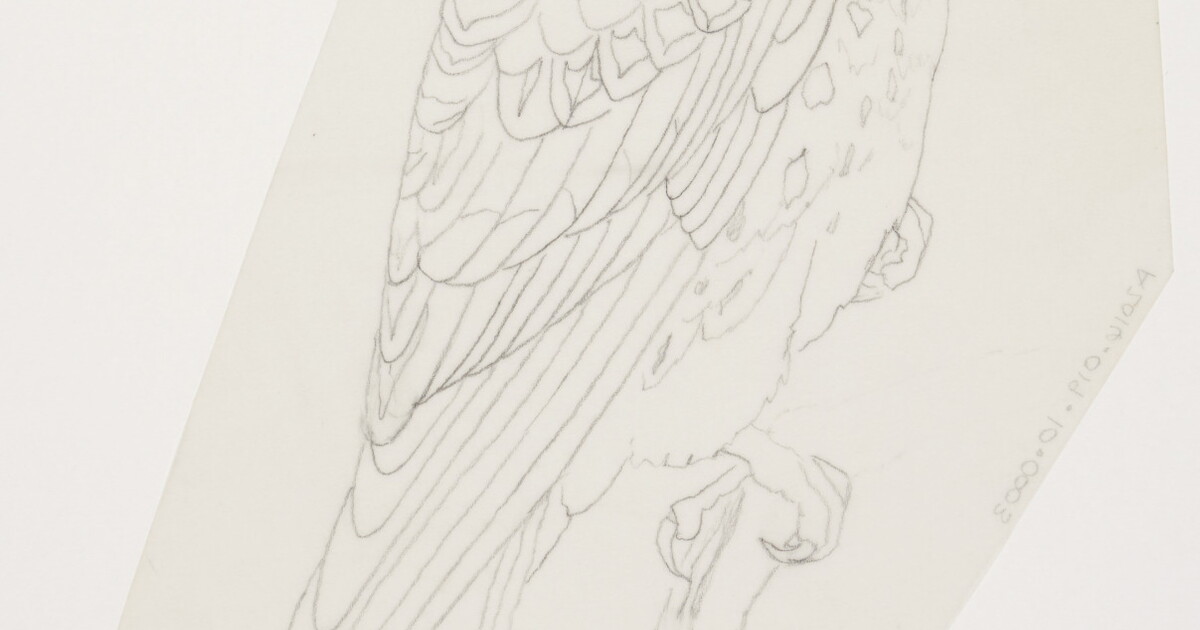[Tracing of Hawk] | Amon Carter Museum of American Art