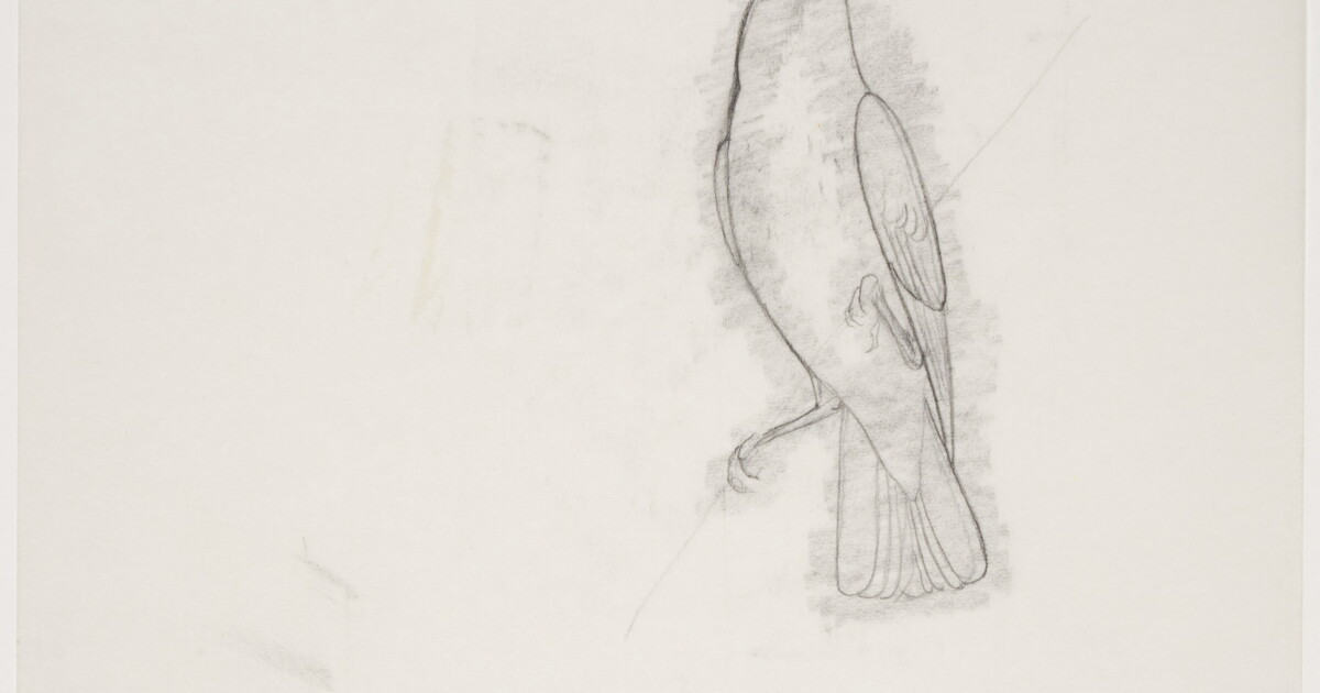 [Tracing of Bird] | Amon Carter Museum of American Art