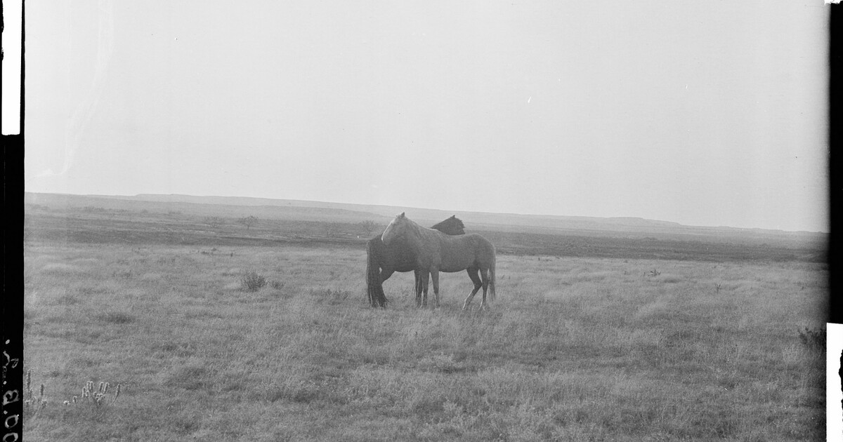 Two horses on the Circle Ranch in Texas. Three Circles Ranch, Texas ...