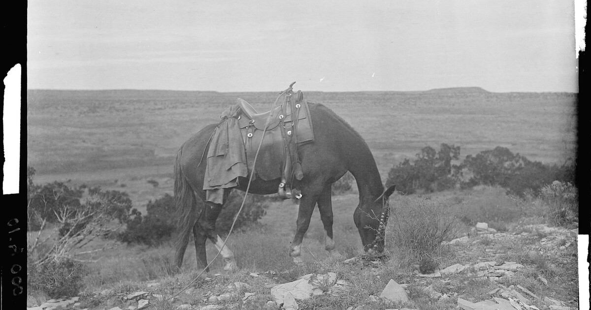 The horse of Edwin Sanders, cousin to the photographer, Erwin Smith ...