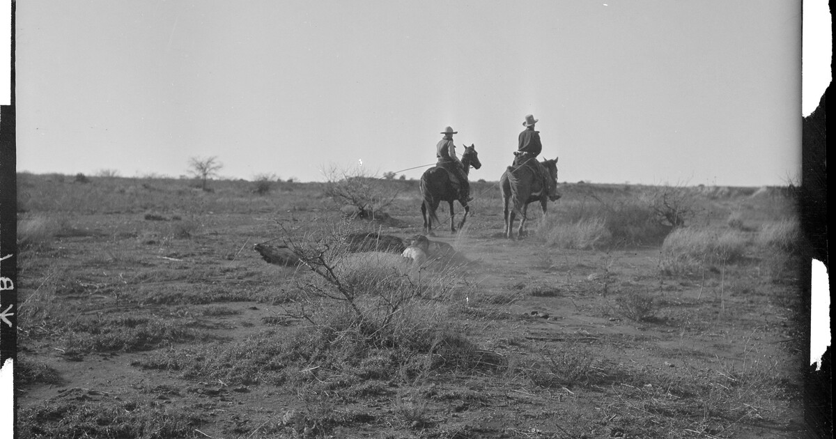 Fred "Kid" Bomar and Jess Bomar getting wood for a roundup camp. Turkey ...