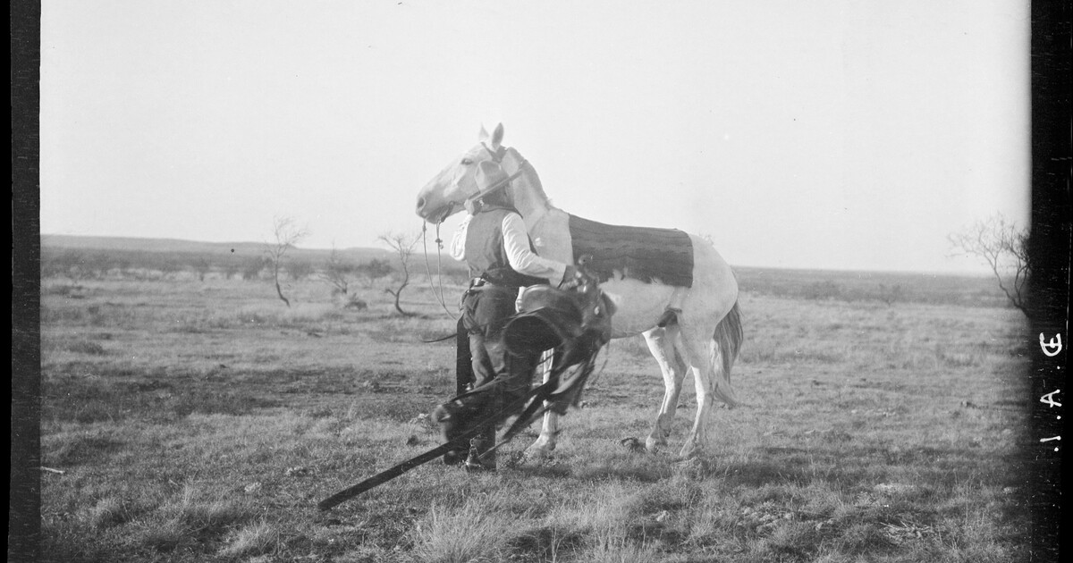 Edwin Sanders having trouble with "Puddin' Foot," a Percheron cross on ...